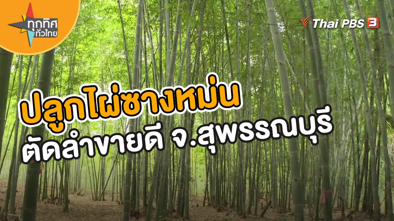 ทุกทิศทั่วไทย - อาชีพทั่วไทย : ปลูกไผ่ซางหม่นตัดลำขายดี จ.สุพรรณบุรี ...