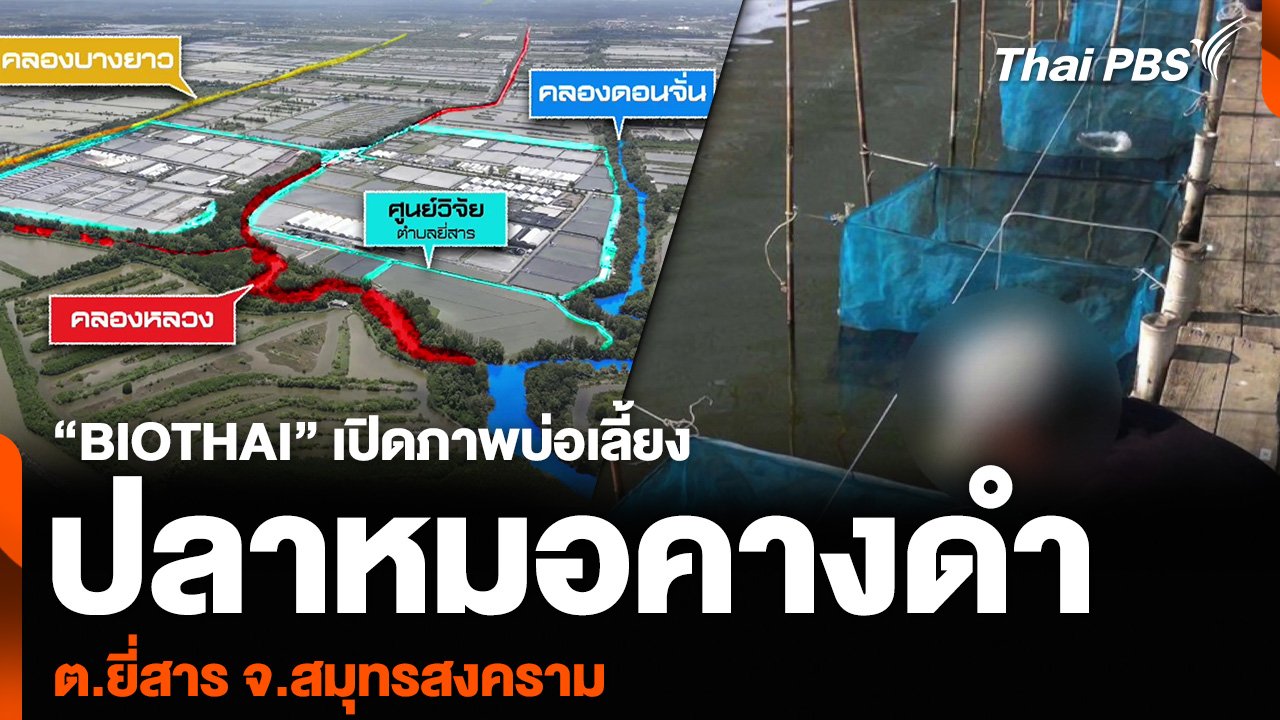 “BIOTHAI” เปิดภาพบ่อเลี้ยงปลาหมอคางดำ ต.ยี่สาร จ.สมุทรสงคราม | Thai PBS News ข่าวไทยพีบีเอส