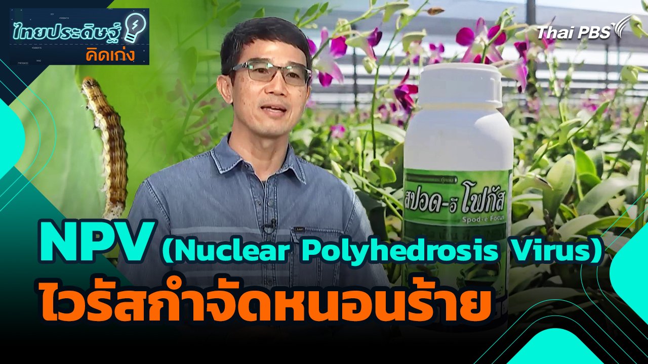 วันใหม่วาไรตี้ - ไทยประดิษฐ์คิดเก่ง : NPV (Nuclear Polyhedrosis Virus ...