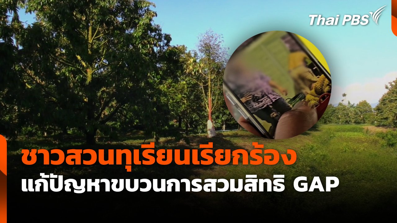 วันใหม่ ไทยพีบีเอส - ชาวสวนทุเรียน เรียกร้องแก้ปัญหาขบวนการสวมสิทธิ GAP | Thai PBS รายการไทยพีบีเอส