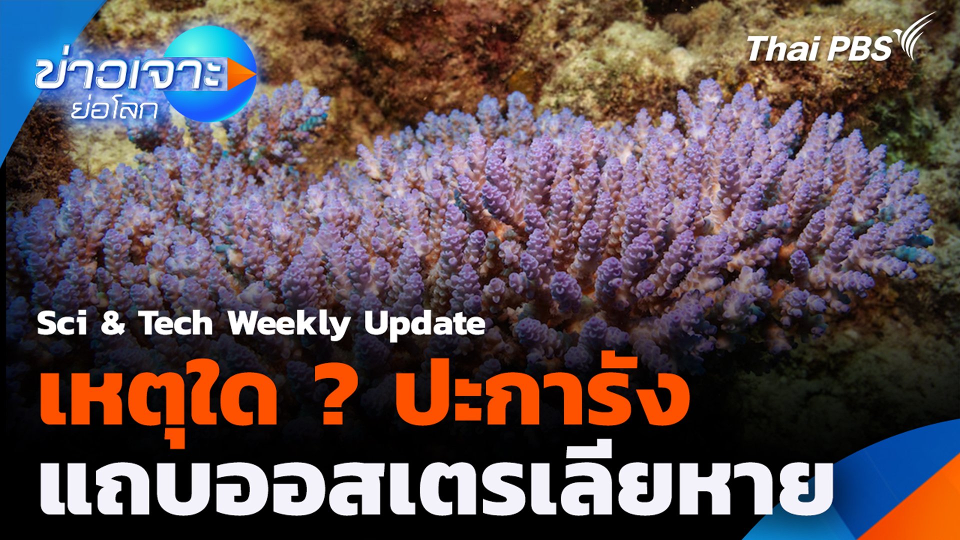 ข่าวเจาะย่อโลก - Sci & Tech Weekly Update : เหตุใดปะการังแถบออสเตรเลียหาย | Thai PBS รายการไทย ...
